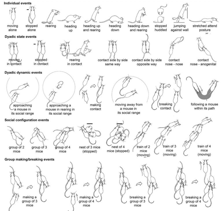 Live Mouse Tracker (LMT) - NeuroNautix